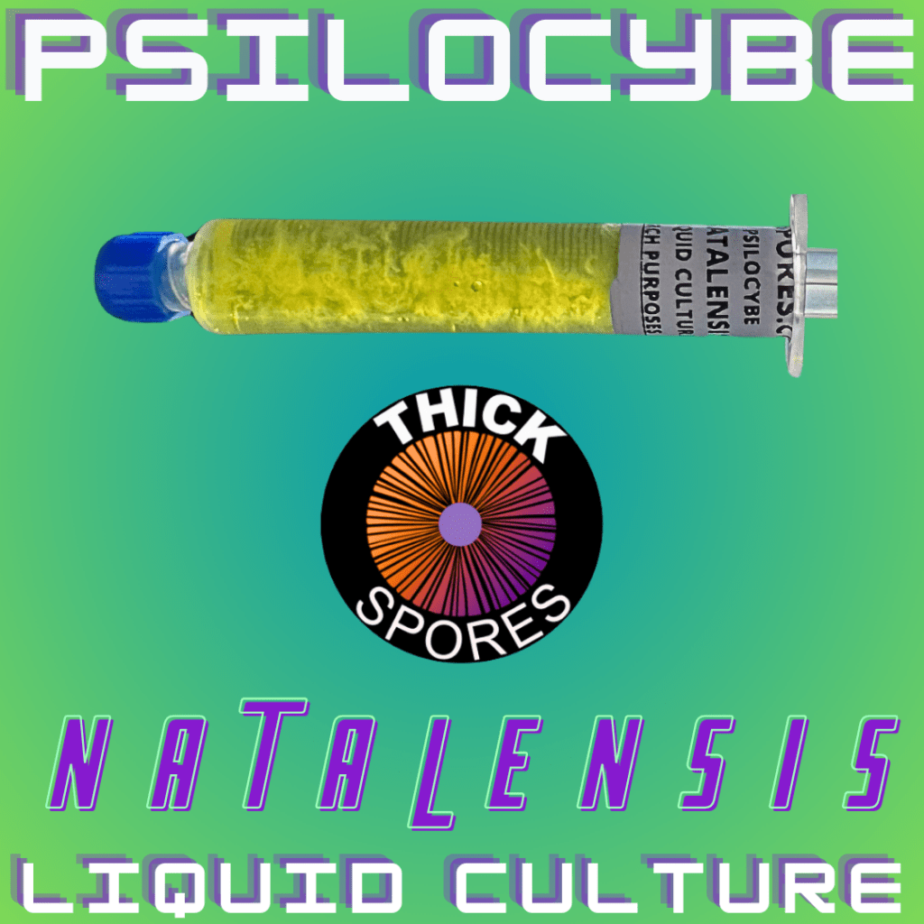 Psilocybe Natalensis Liquid Culture Syringe • Thick Spores
