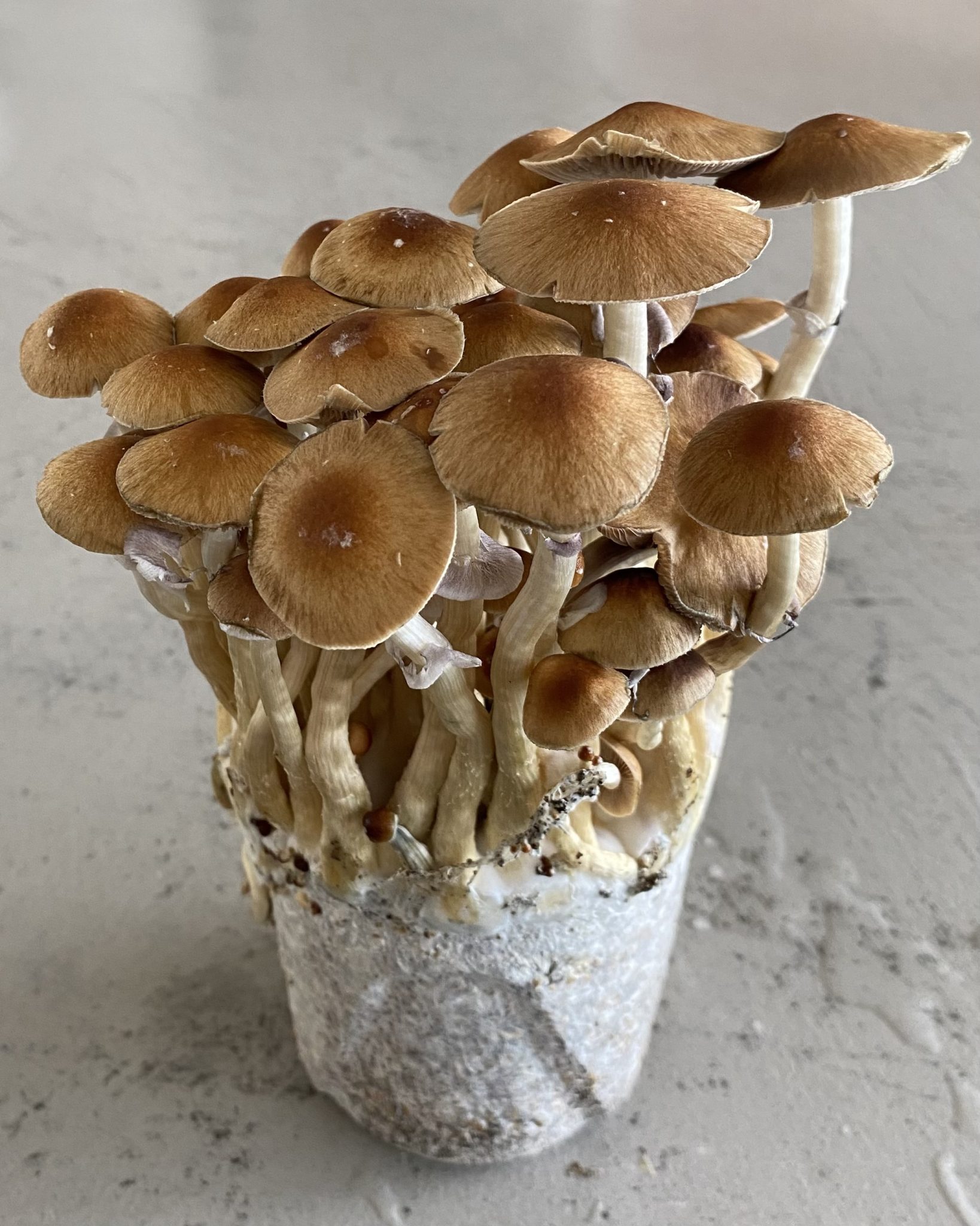 Golden Teacher Mushroom Effects, Potency, Dosing, Cultivation, And More