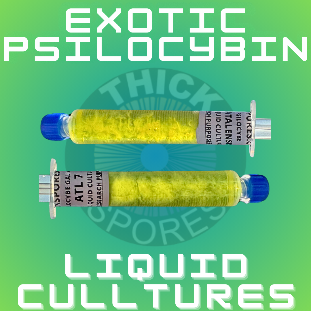 Exotic Psilocybin Mushroom Liquid Cultures Archives - Thick Spores